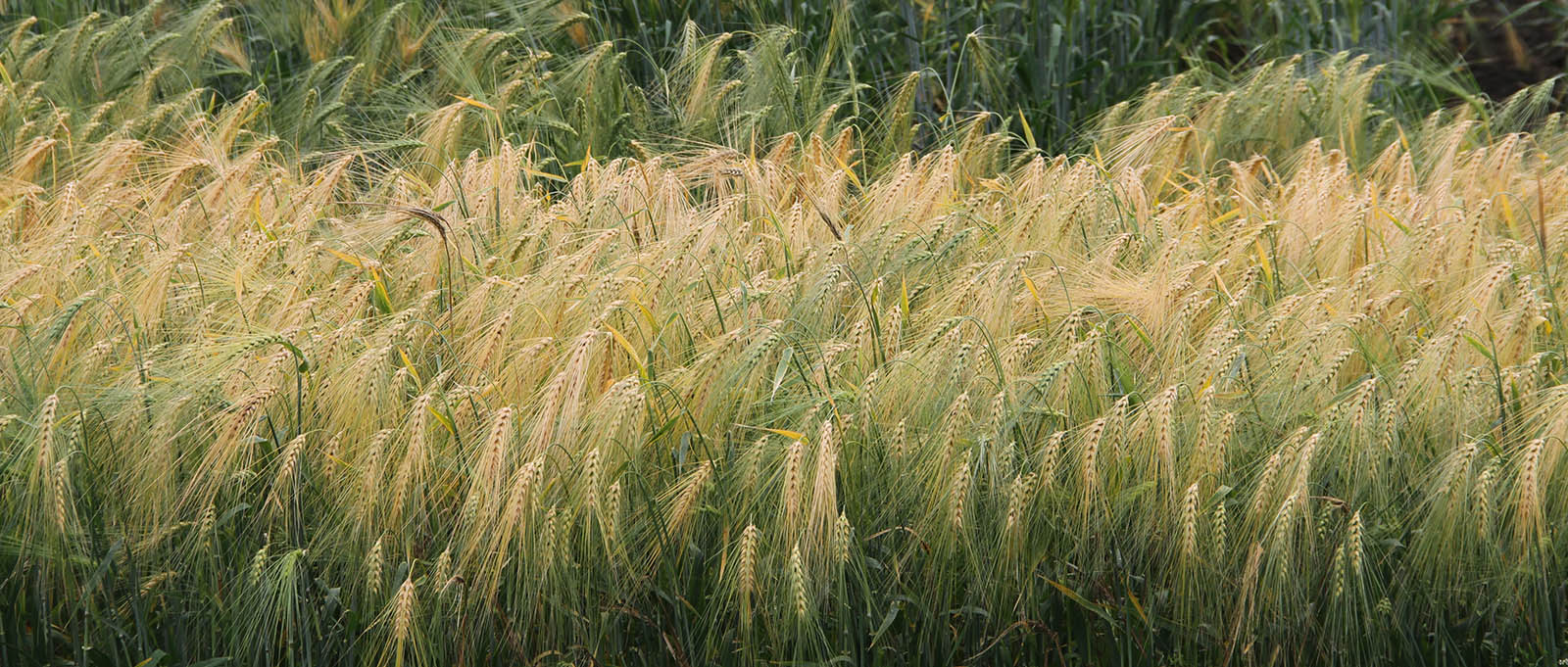 UAF Agricultural and Forestry Experiment Station | Agricultural and ...