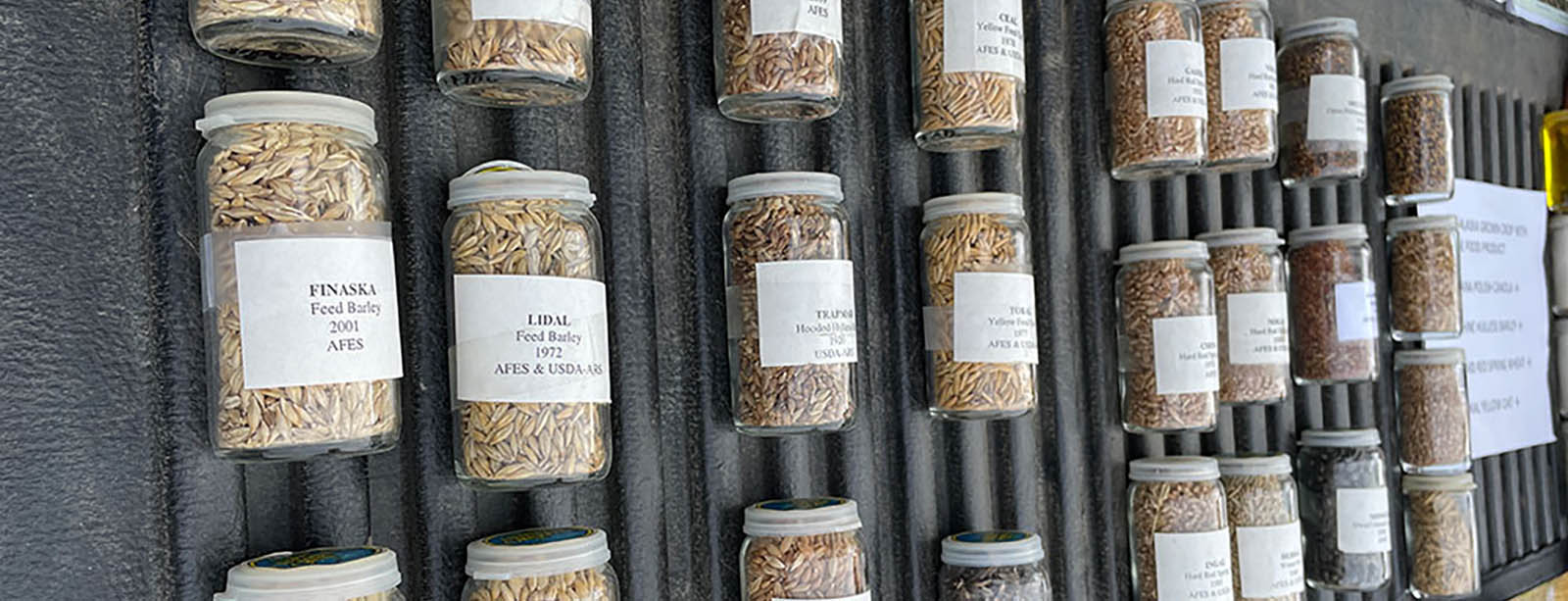 UAF Agricultural and Forestry Experiment Station | Agricultural and ...