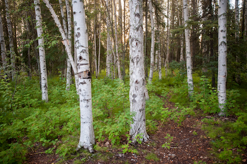 RREA Program | Cooperative Extension Service | Cooperative Extension ...