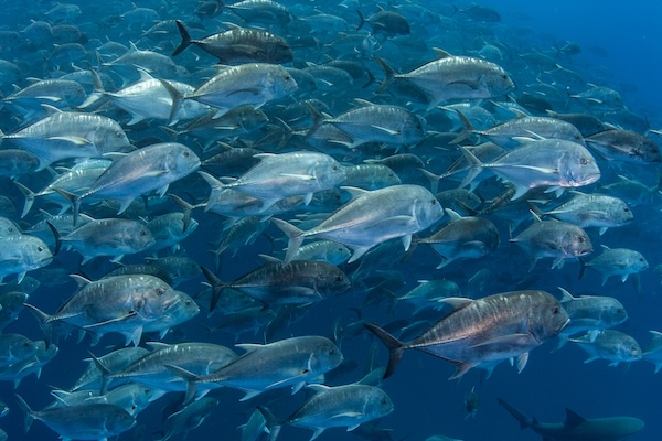 CFOS - College of Fisheries and Ocean Sciences | College of Fisheries ...