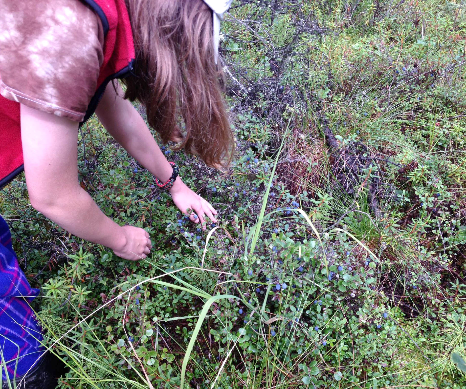 Climate change means changes to wild Alaska berries | UAF news and ...