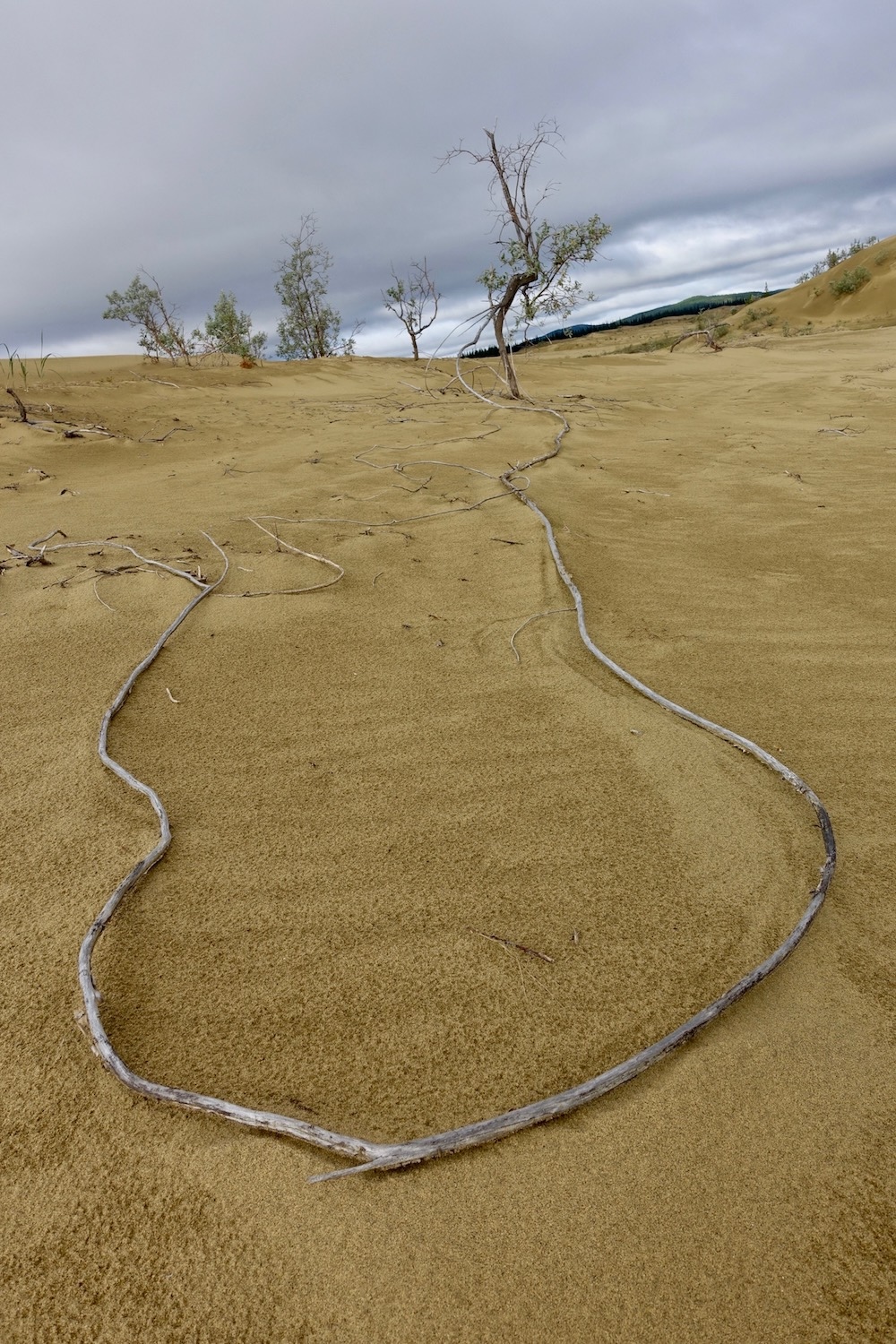 Sand dunes a unique Alaska landscape | UAF news and information