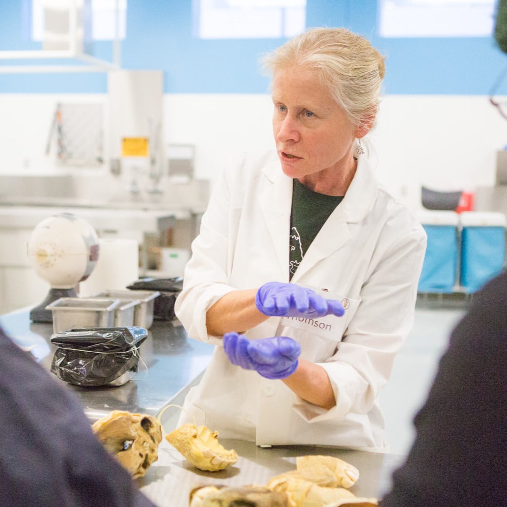 Veterinary Medicine Program | Veterinary Medicine Program | Veterinary ...